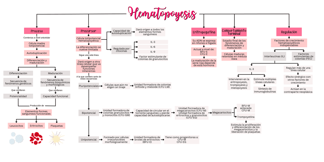 Mapa Conceptual Hematología | Esquemas y mapas conceptuales de Fisiología Humana | Docsity