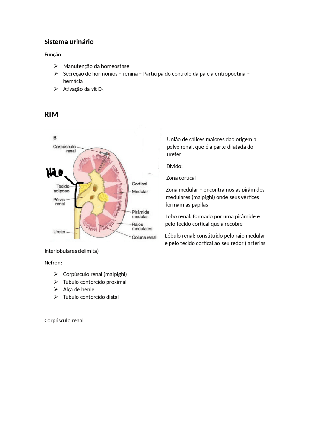 Sistema Urinário Histologia Resumos Anatomia Docsity