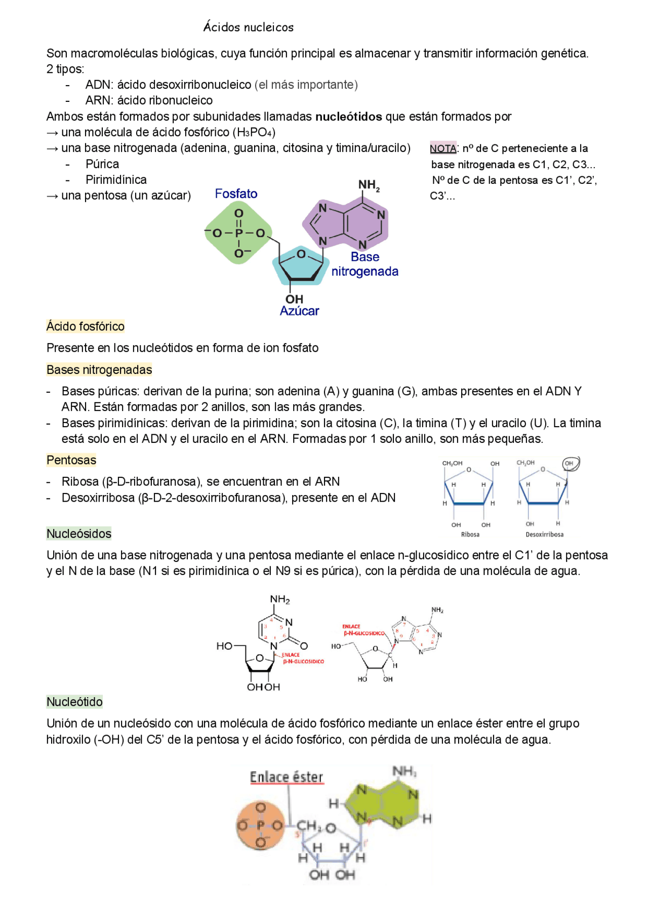 Parte Bioquímica Ácidos Nucleicos Apuntes De Biología Docsity