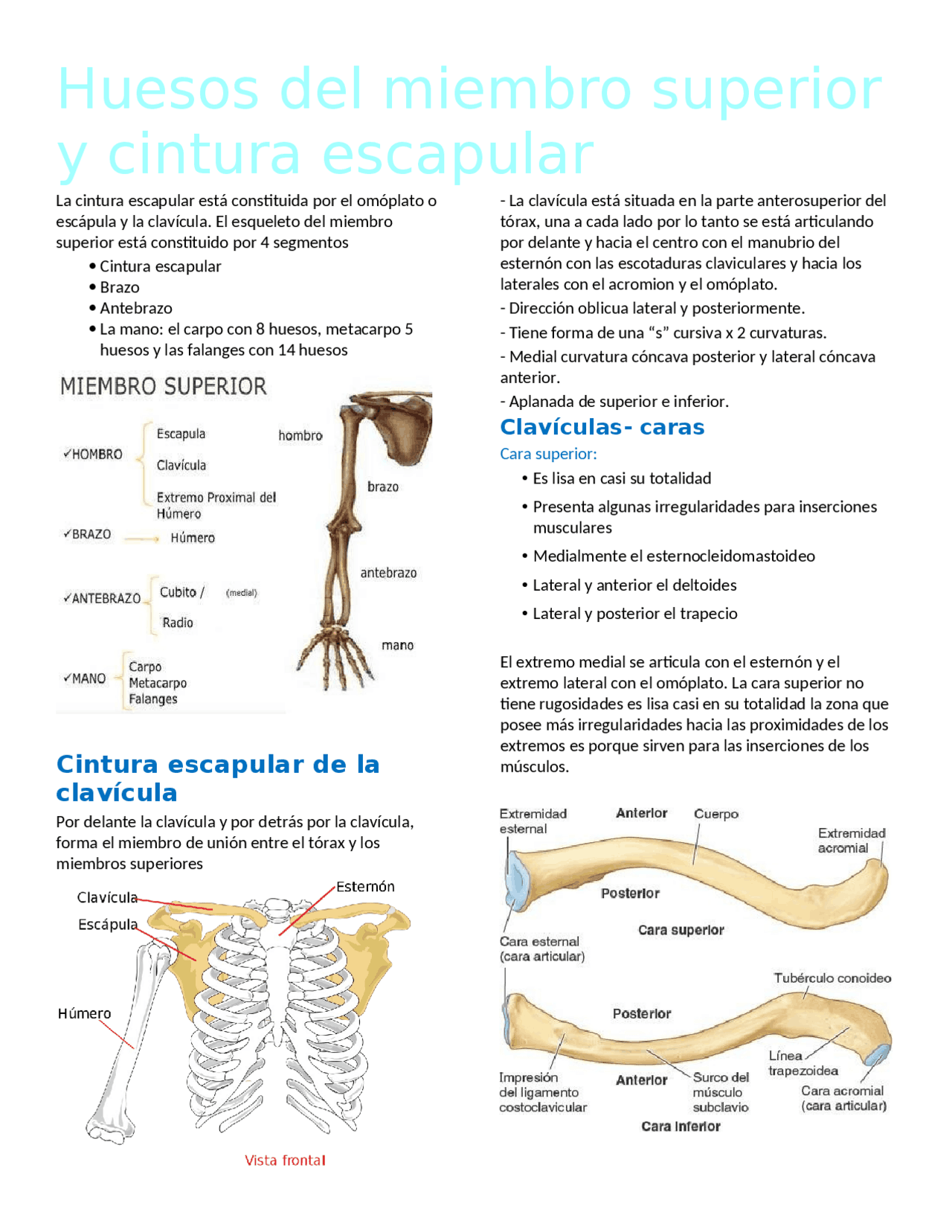 Huesos Del Miembro Superior Apuntes De Anatomía Docsity