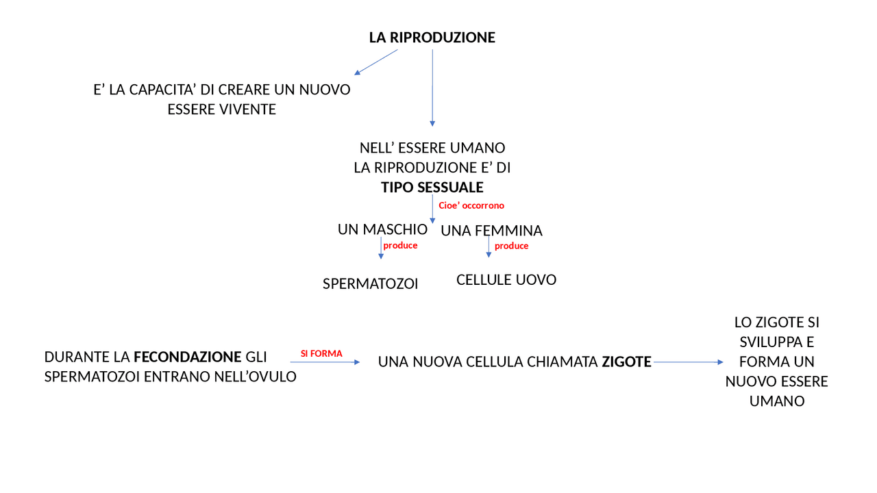 La Riproduzione Cellulare Schemi E Mappe Concettuali Di Scienze E