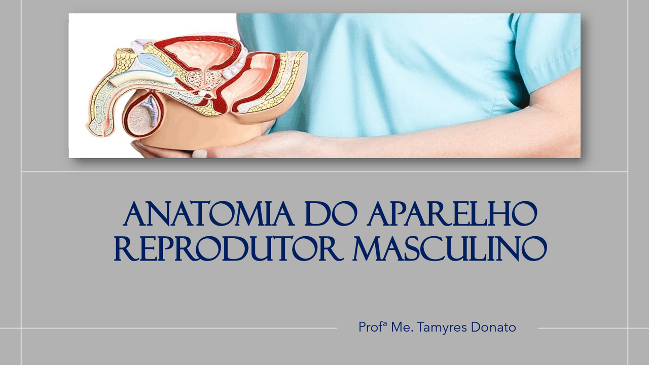 Resumo Anatomia Do Aparelho Reprodutor Masculino Notas De Aula