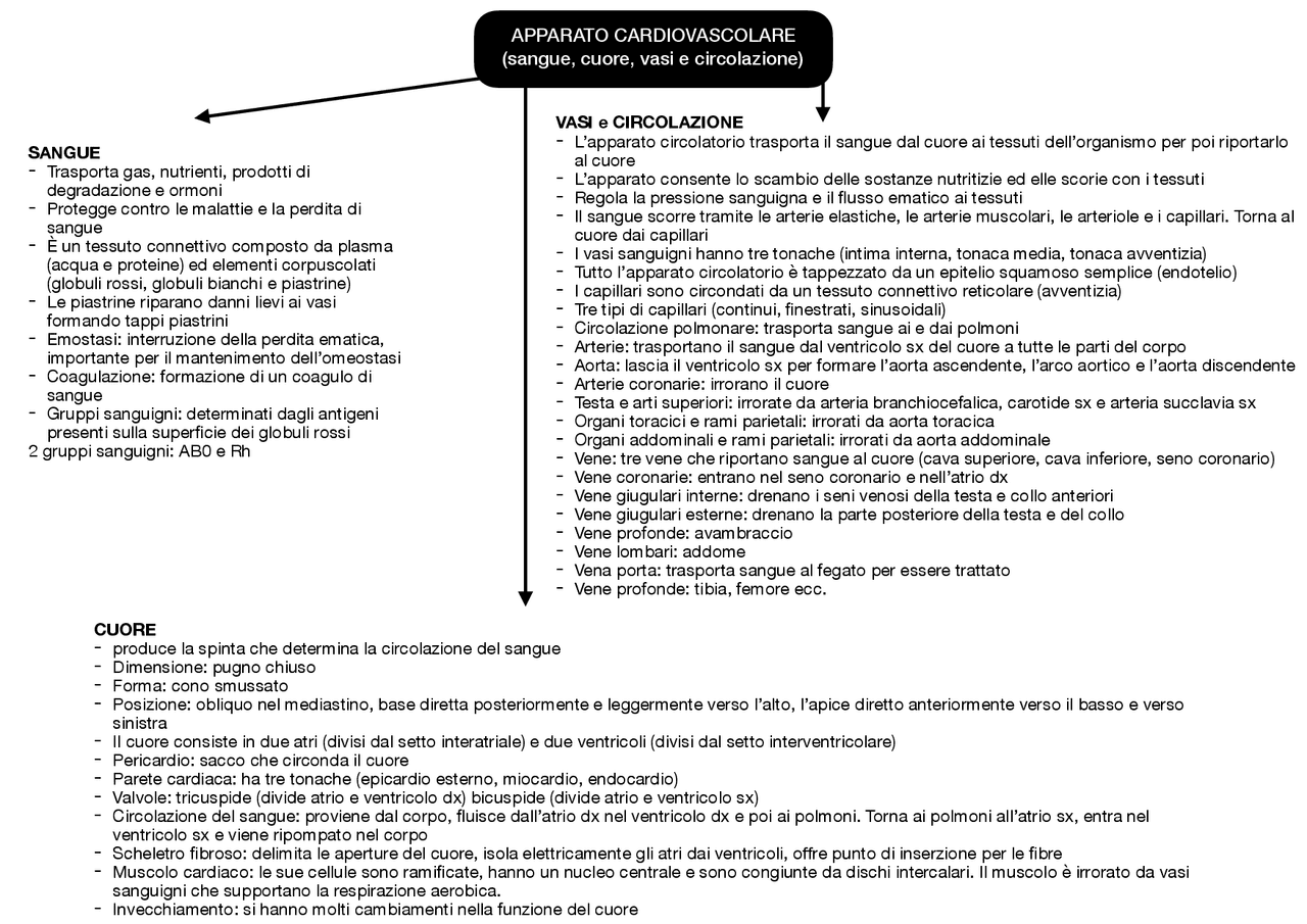 Mappe Concettuali Anatomia Umana Schemi E Mappe Concettuali Di