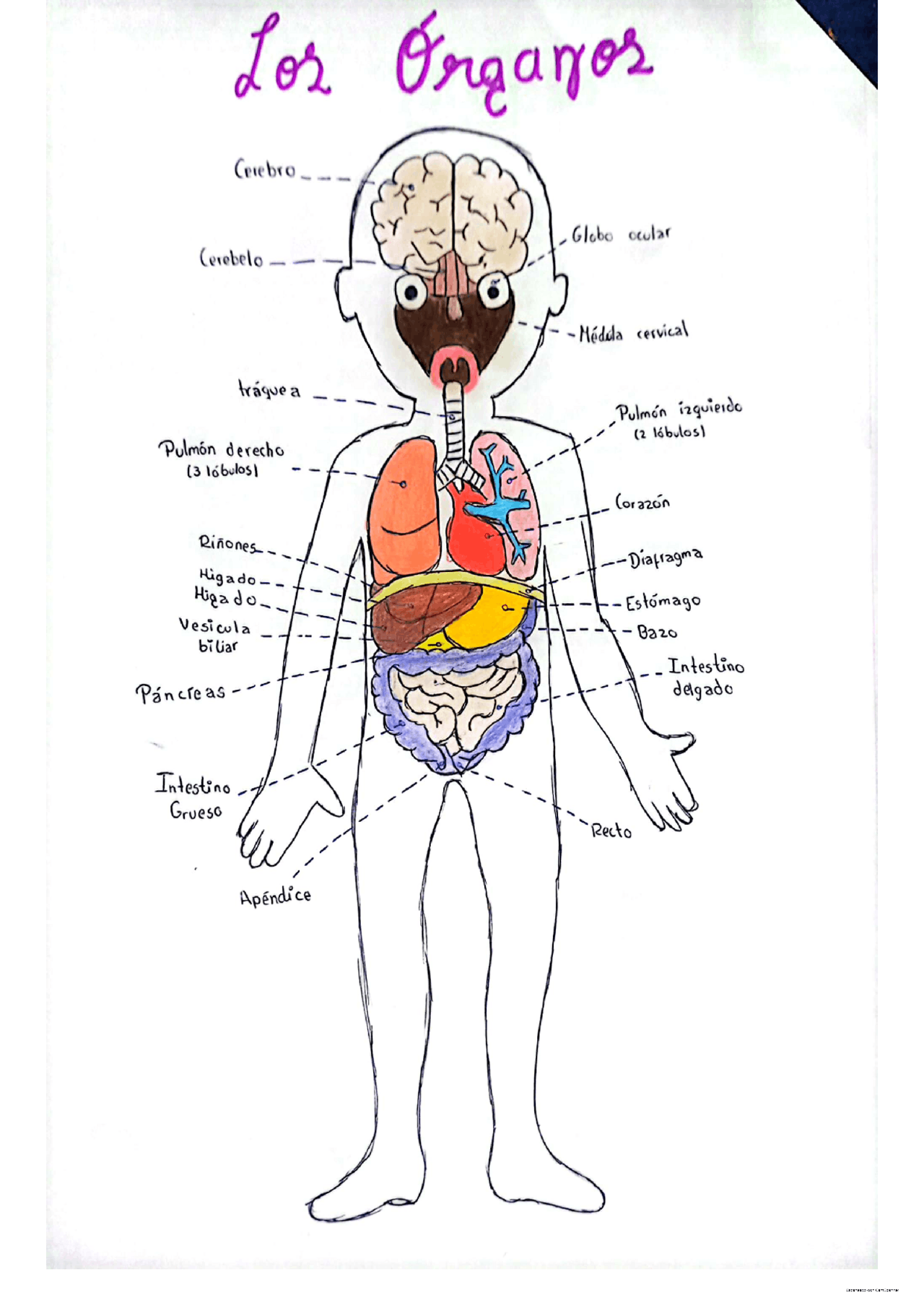 Sistema De La Anatomia Humana Apuntes De Anatomía Aplicada Docsity