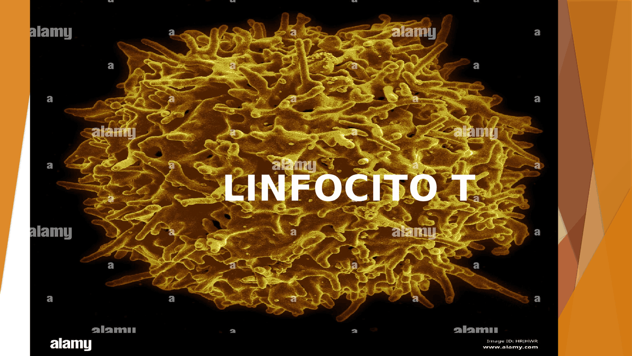 LINFOCITO T CON BARRERAS :) | Diapositivas de Inmunología | Docsity