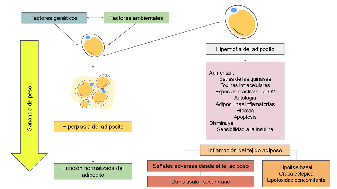 Fisiopatologia de la obesidad | Esquemas y mapas conceptuales de Medicina | Docsity