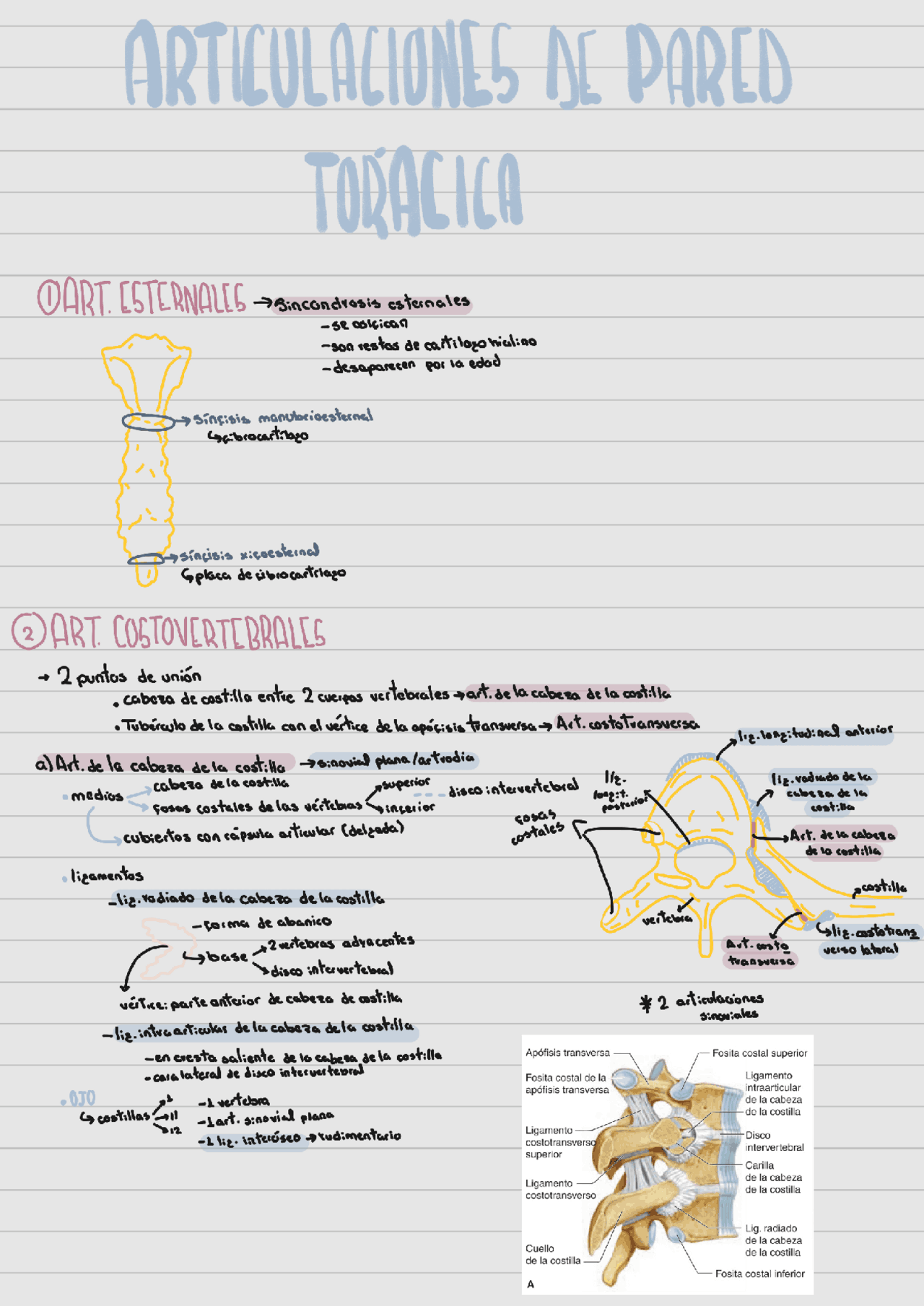 Articulacion De Los Huesos Del Torax Resúmenes De Anatomía Docsity