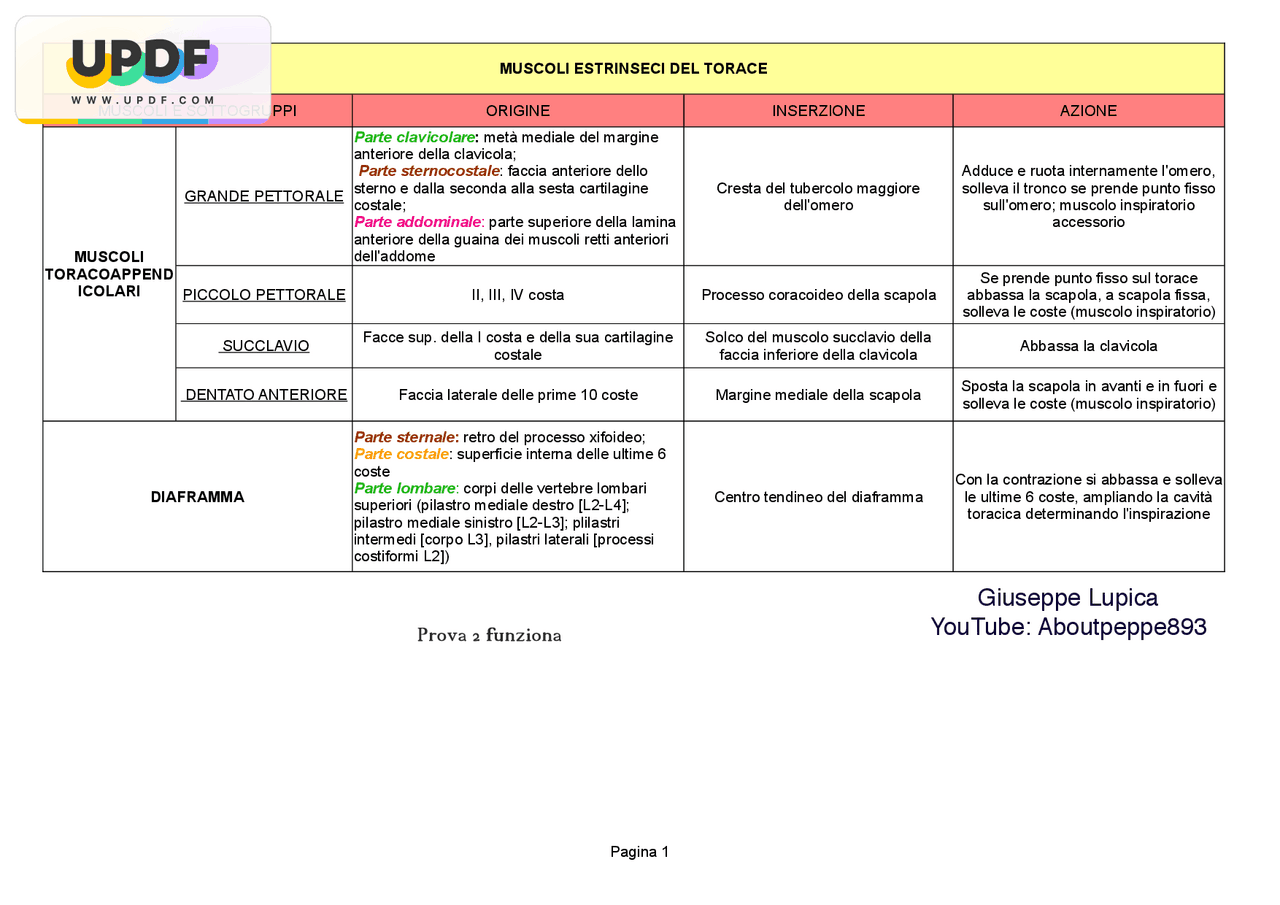 Schema Muscoli Anatomia I Schemi E Mappe Concettuali Di Anatomia I