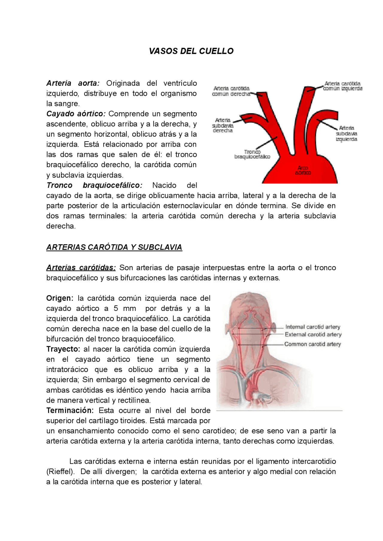 Vasos del cuello/ anato morfologica resumen del libro latarjet | Resúmenes de Anatomía | Docsity