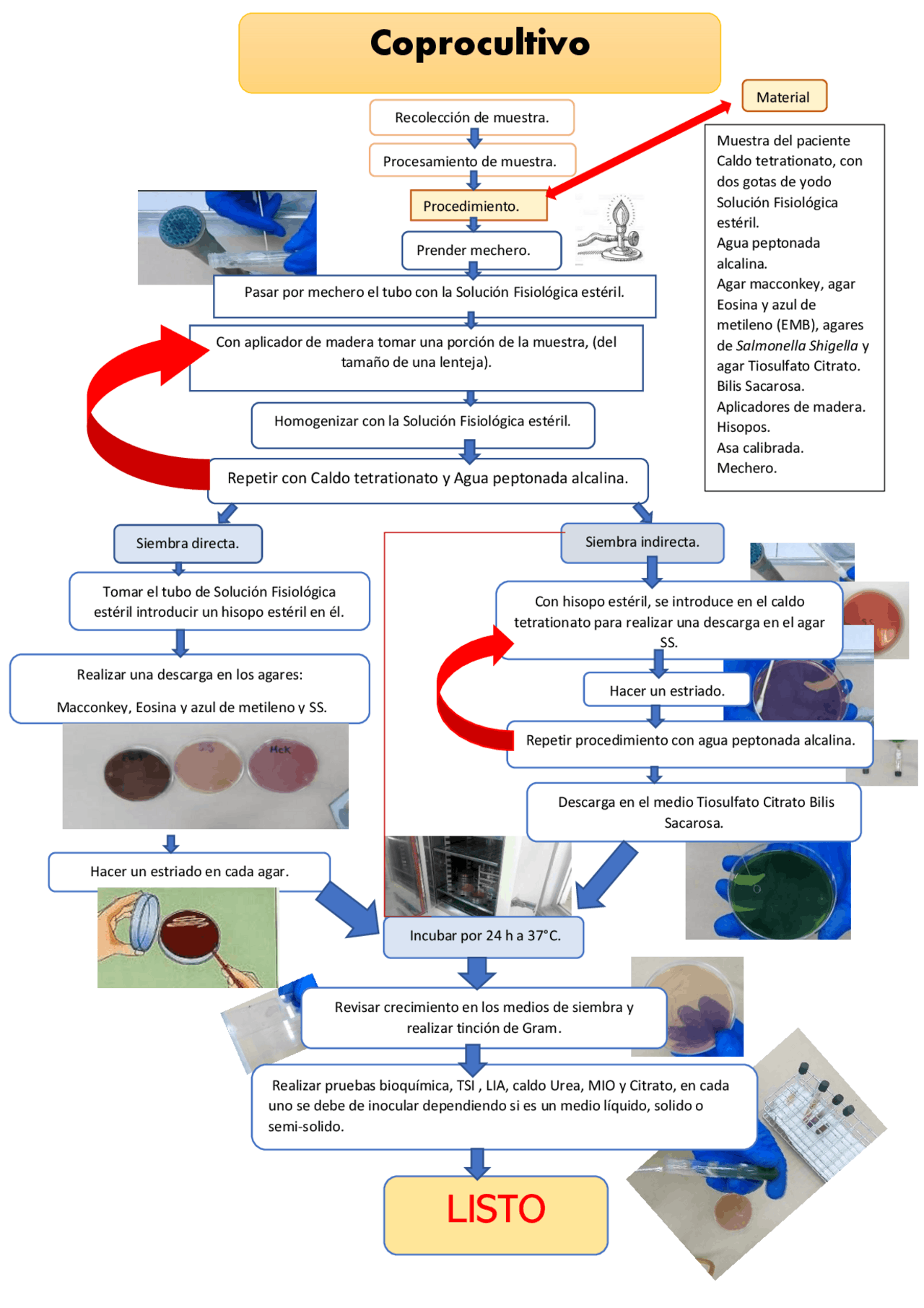 Coprocultivo-Diagrama de flujo | Esquemas y mapas conceptuales de Biología | Docsity