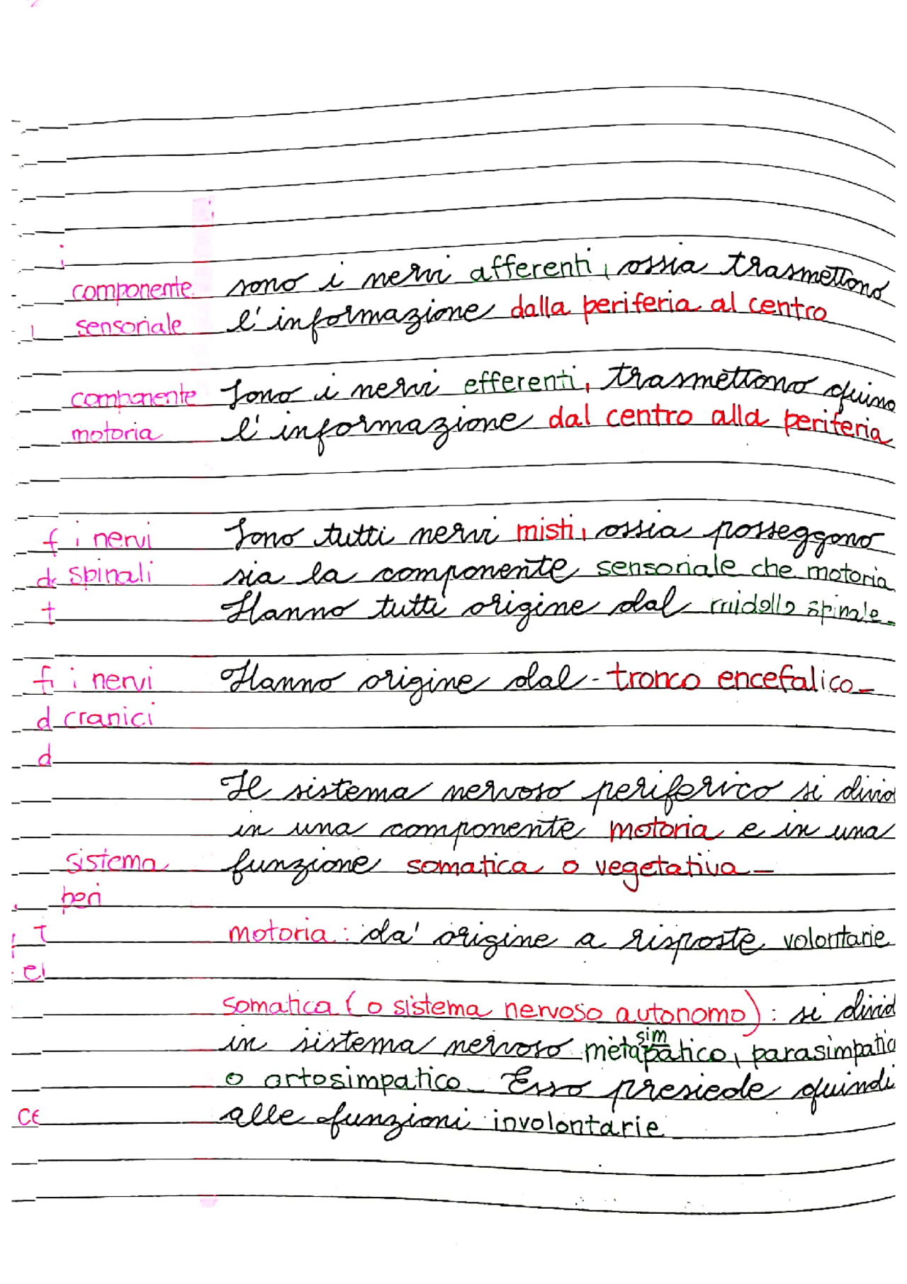 Il Sistema Nervoso Centrale E Periferico Appunti Di Igiene Docsity