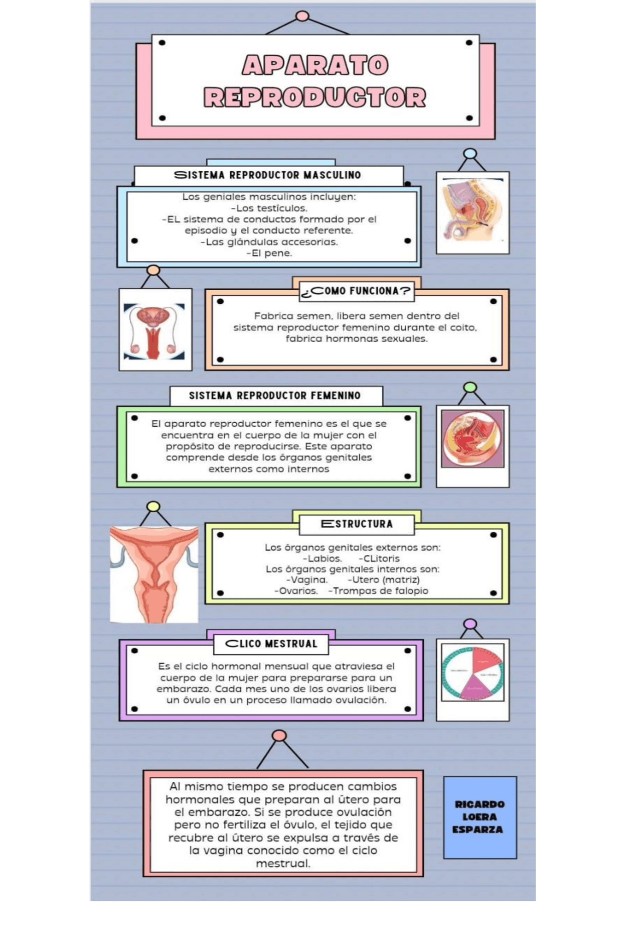 Infografia Aparato reproductor | Guías, Proyectos, Investigaciones de ...