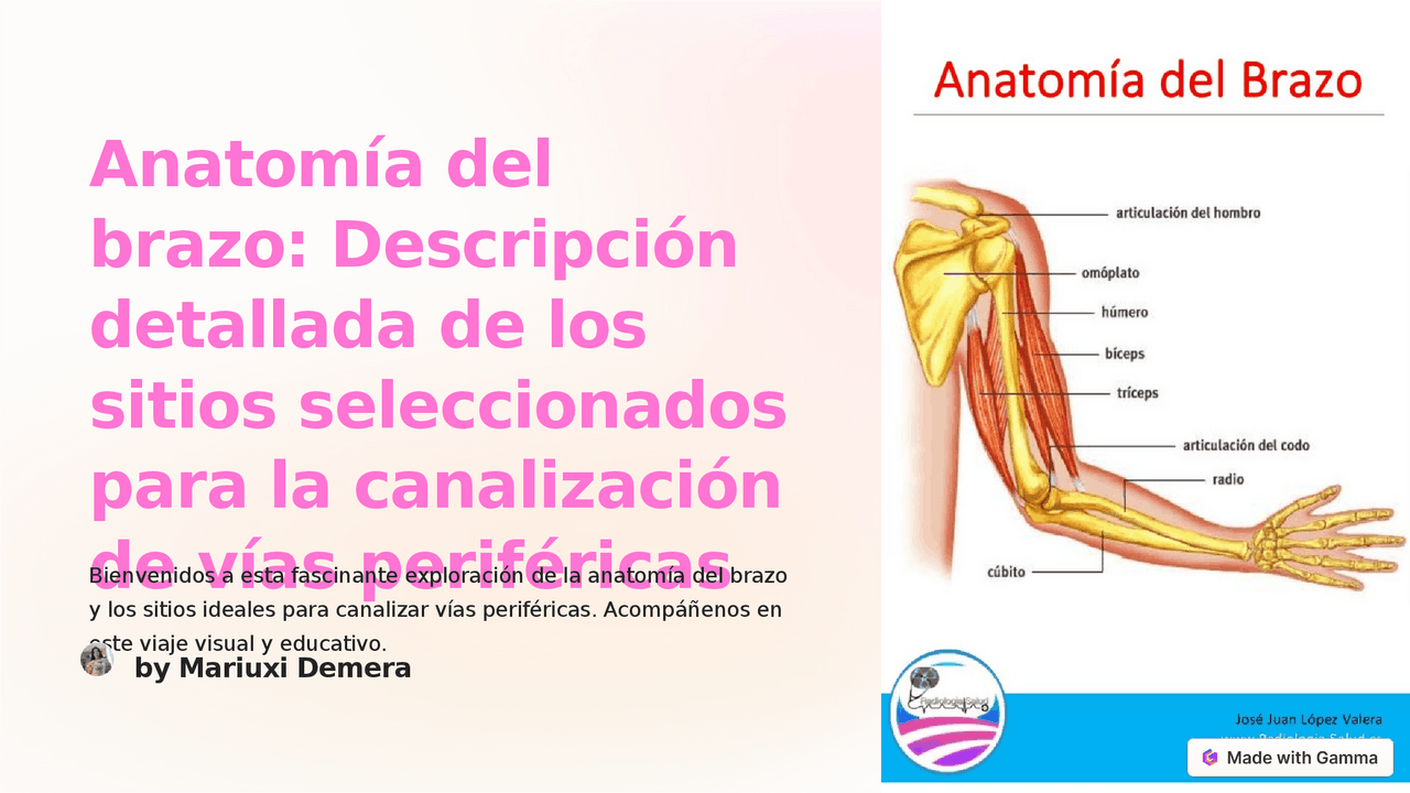 anatomia del brazo Las venas superficiales son las que se utilizan para ...