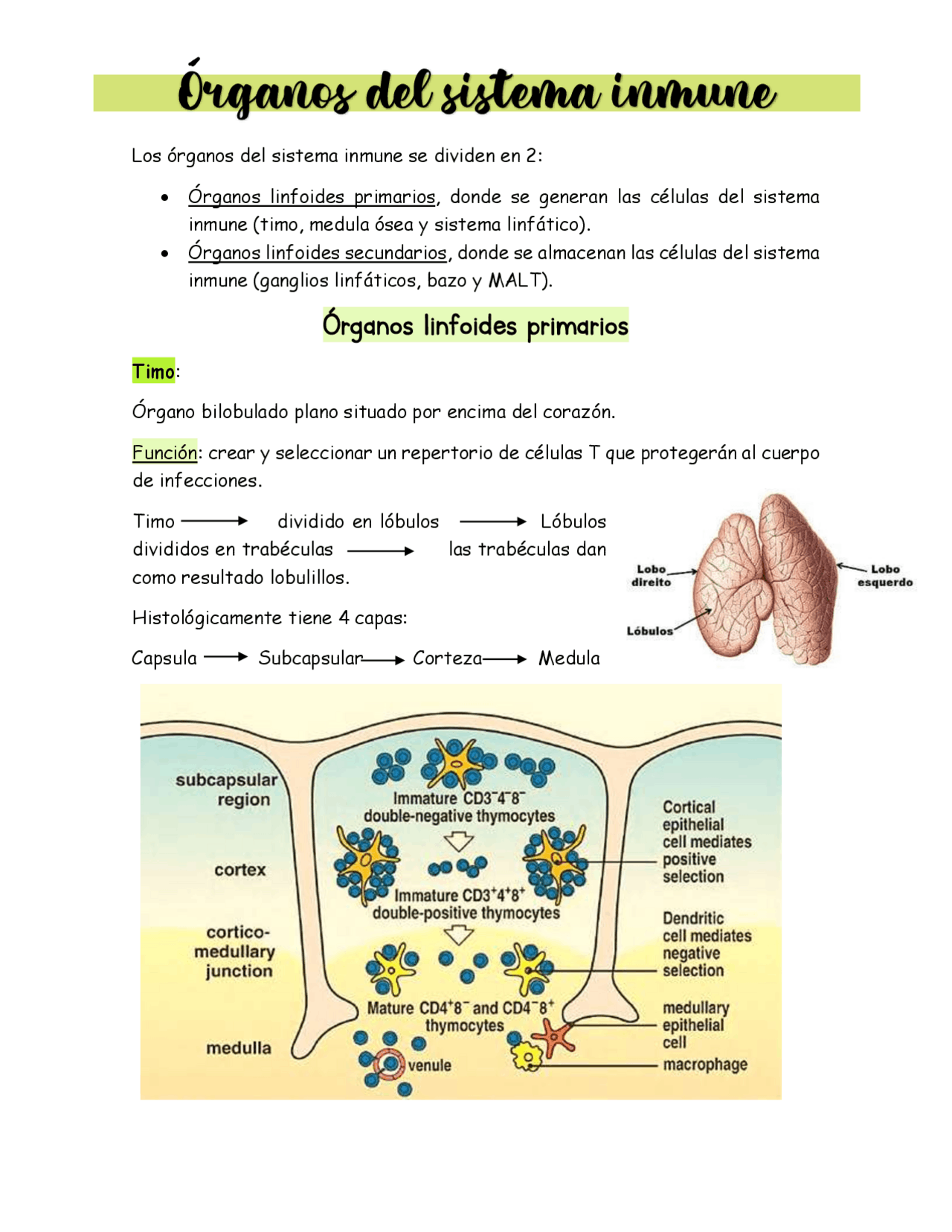 Organos Del Sistema Inmune Apuntes De Inmunología Docsity