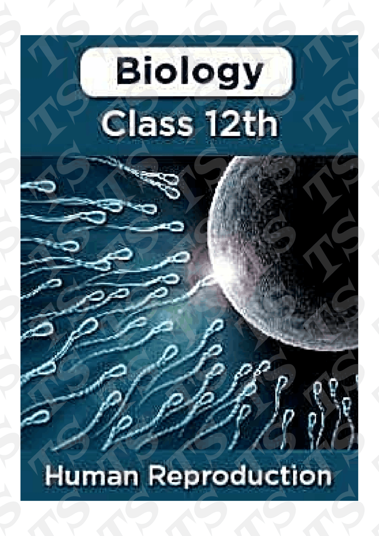 Class 12 human reproduction notes in detail with flow chart | Study ...