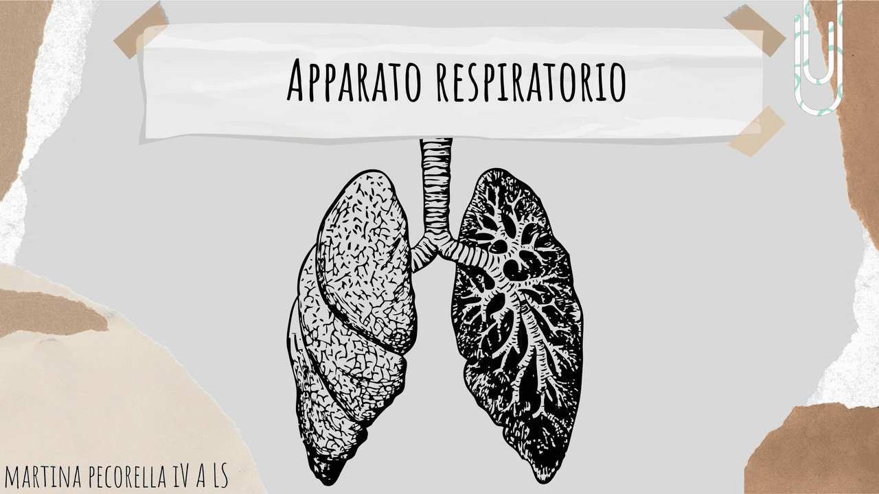 Power Point Apparato Respiratorio Slide Di Biologia Docsity