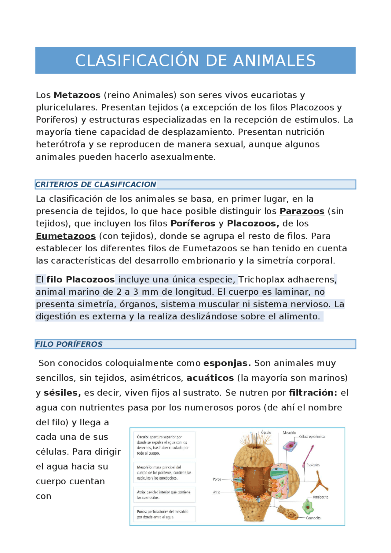 Clasificación de Animales: Una Guía de los Filos del Reino Animal ...