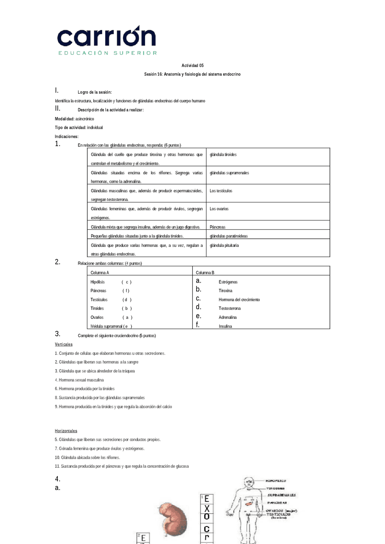 sistema endocrino del curso de anatomia | Guías, Proyectos, Investigaciones de Enfermería | Docsity