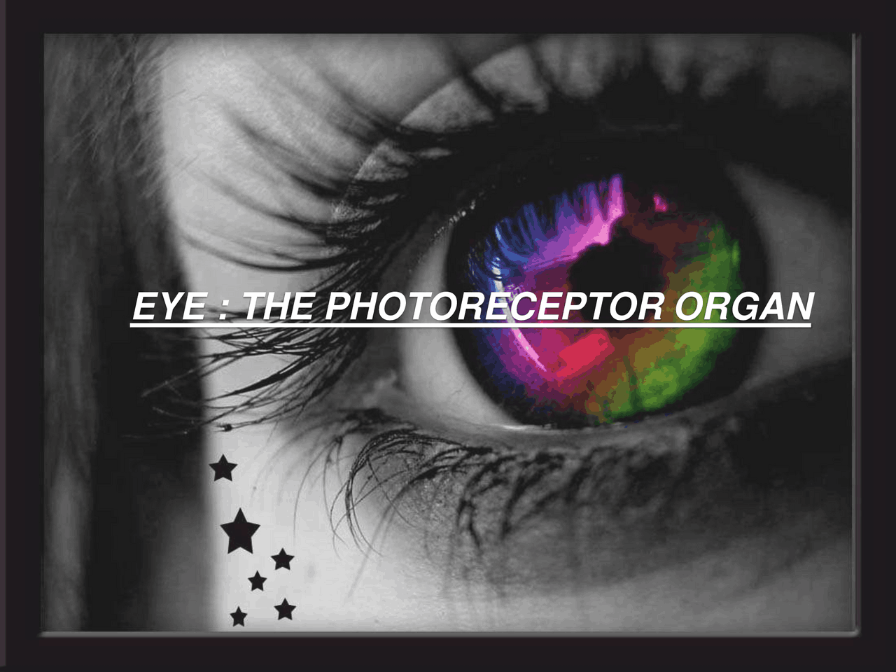 Anatomy of the Eye | Slides Medicine | Docsity