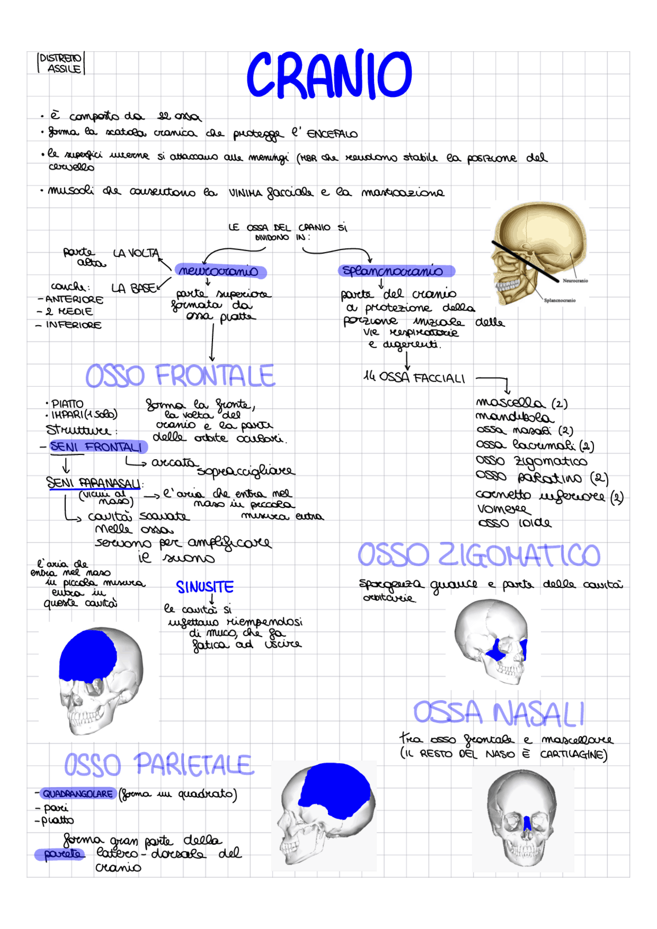 Anatomia- schemi sul cranio | Schemi e mappe concettuali di Anatomia ...