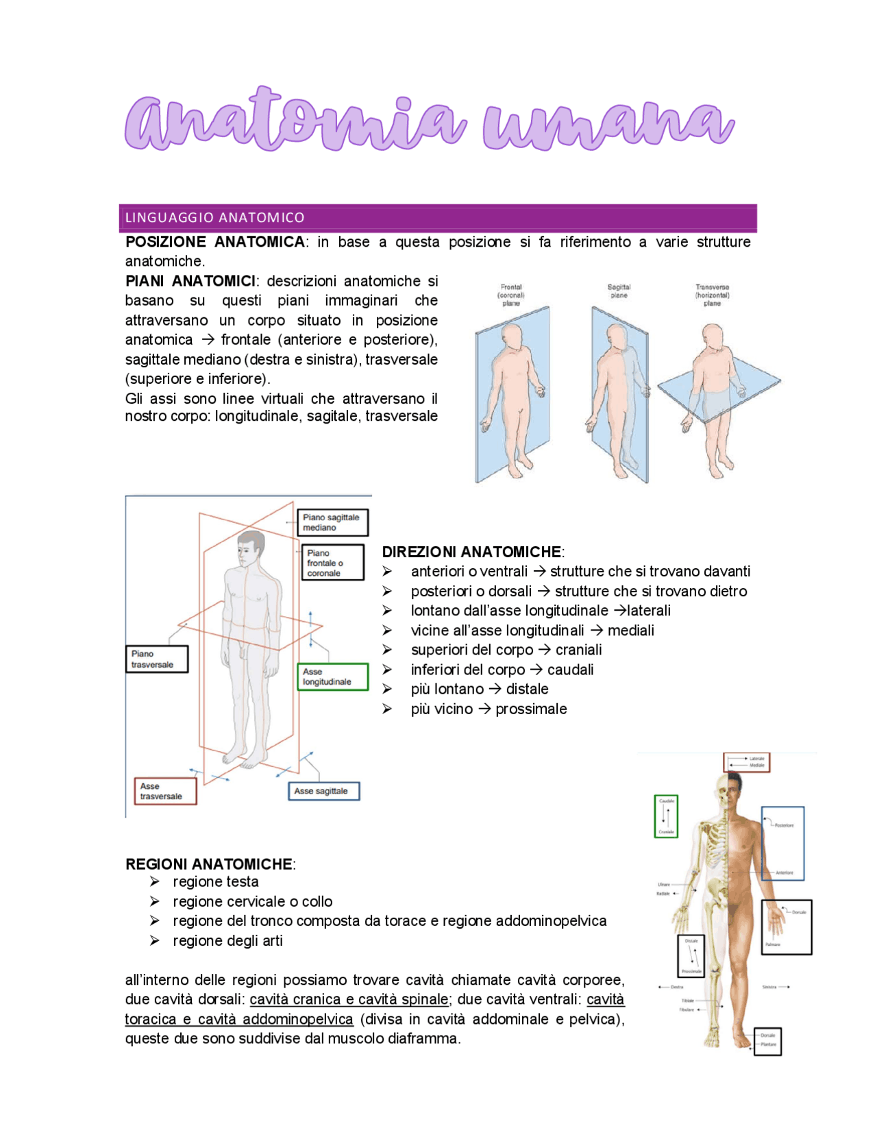 ANATOMIA, ANTROPOMETRIA E POSTURA: apparato locomotore, sistema muscolare e neuroanatomia ...