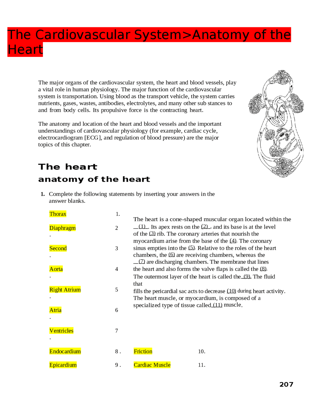 The Cardiovascular System>Anatomy of the Heart | Exams Anatomy | Docsity