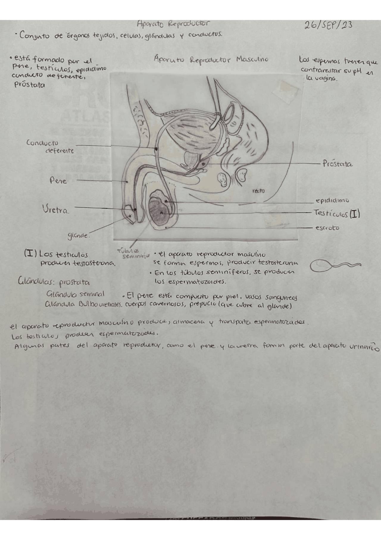 Resumen De Aparto Reproductor Resúmenes De Anatomía Aplicada Docsity
