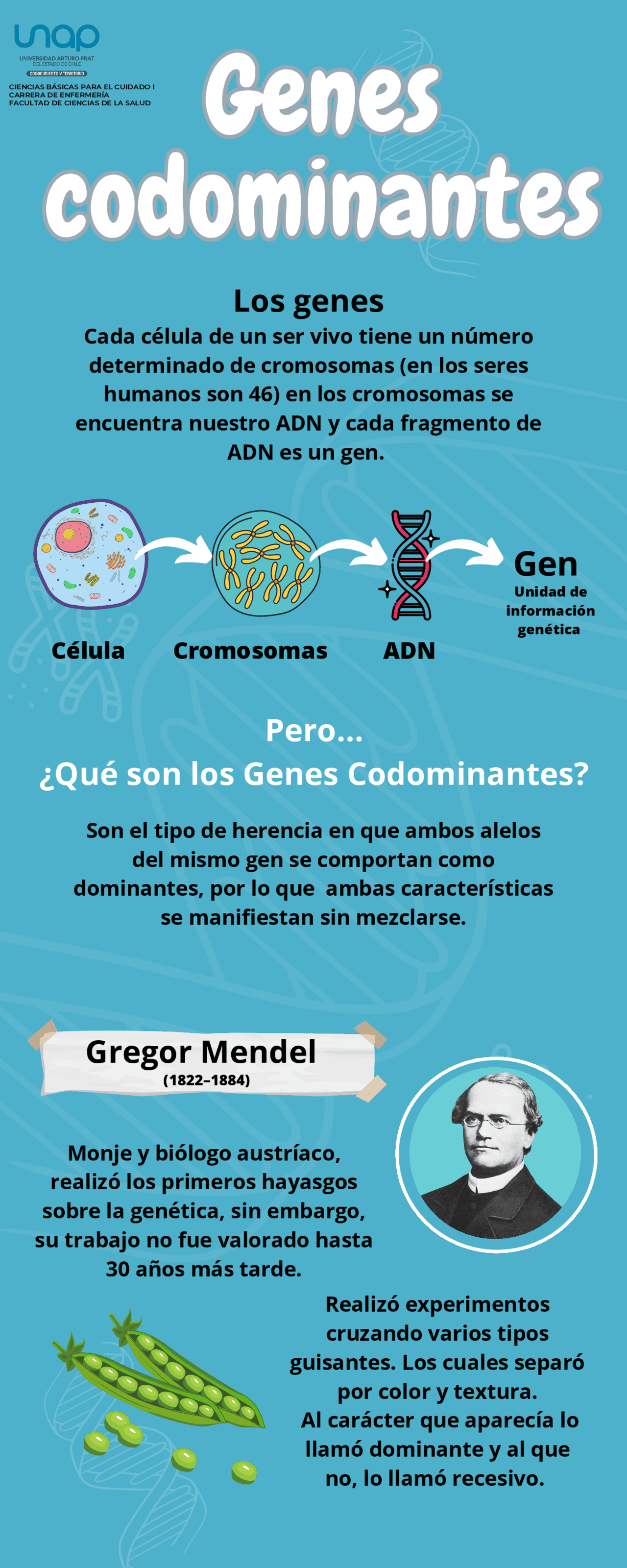 Genes codominantes infografia | Resúmenes de Ciencias | Docsity