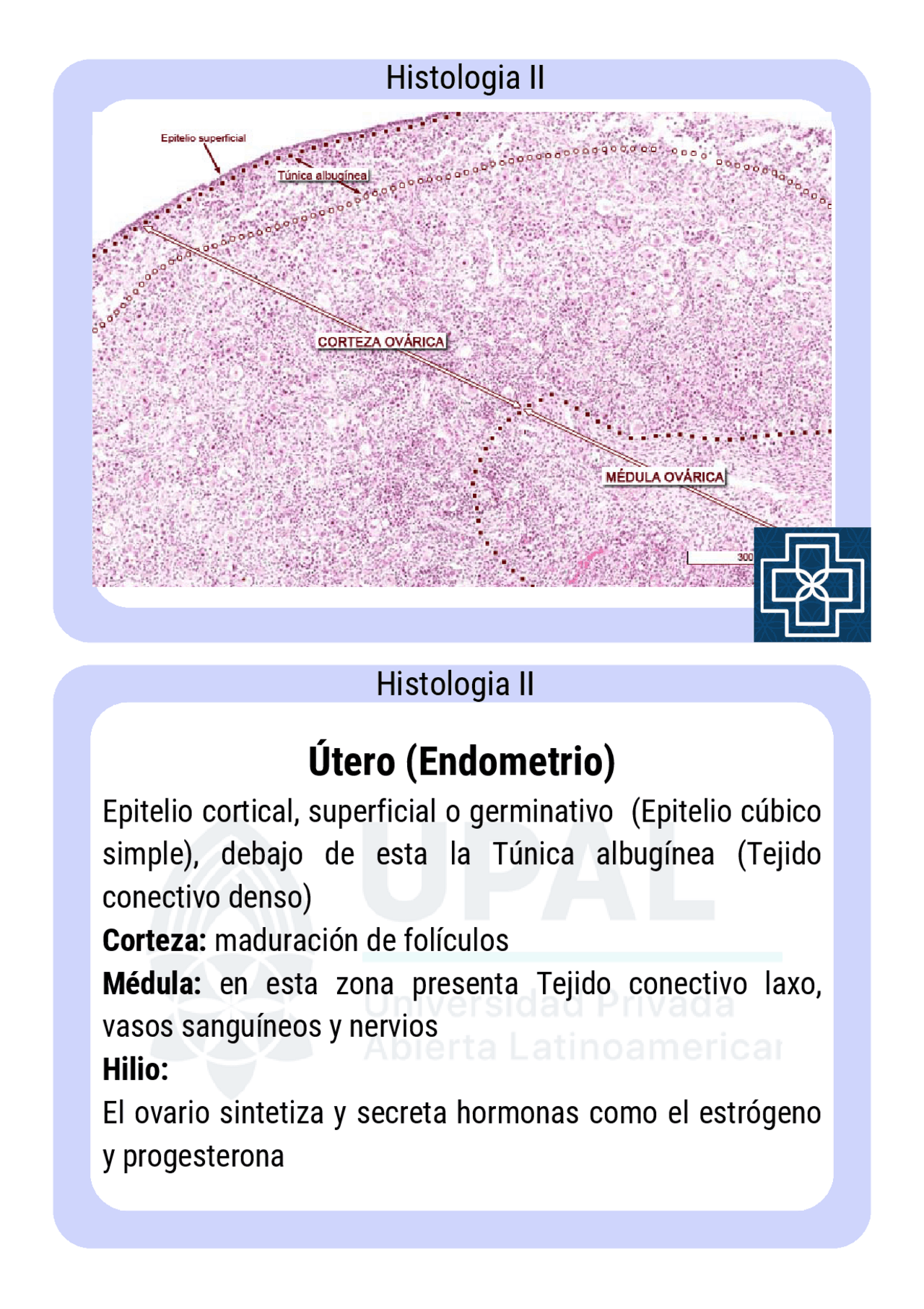 Histología II: Estructura y Función del Útero y los Folículos Ováricos ...