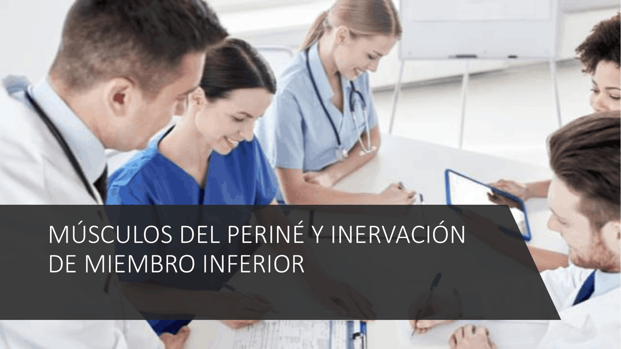 Musculos del perine e inervacion del miembro inferior | Esquemas y ...