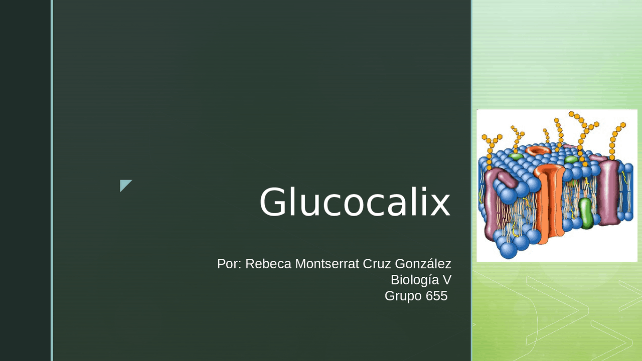 Glucocalix, ¿Qué es y para qué sirve? | Diapositivas de Biología | Docsity