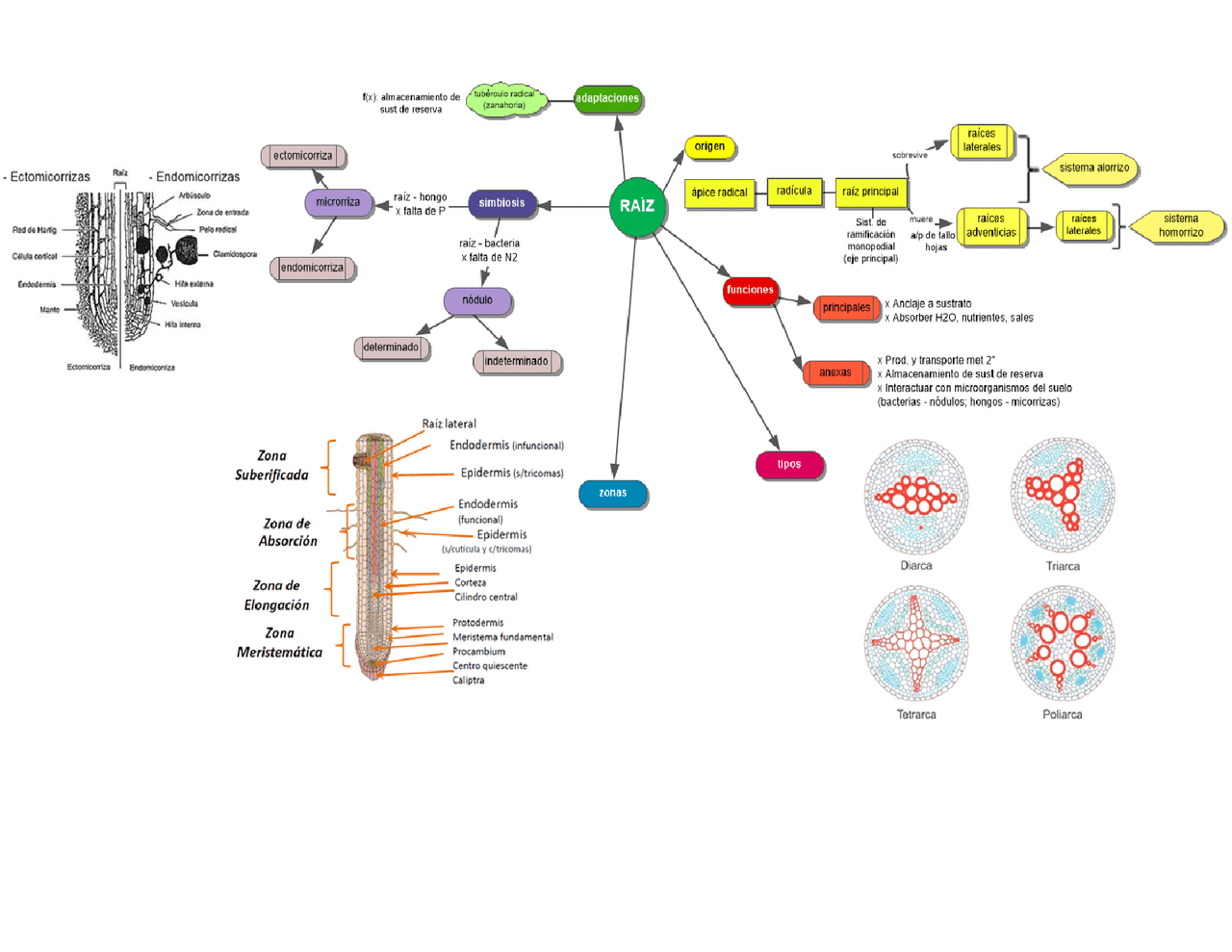 Estructura y funciones de la raíz de las plantas | Esquemas y mapas ...