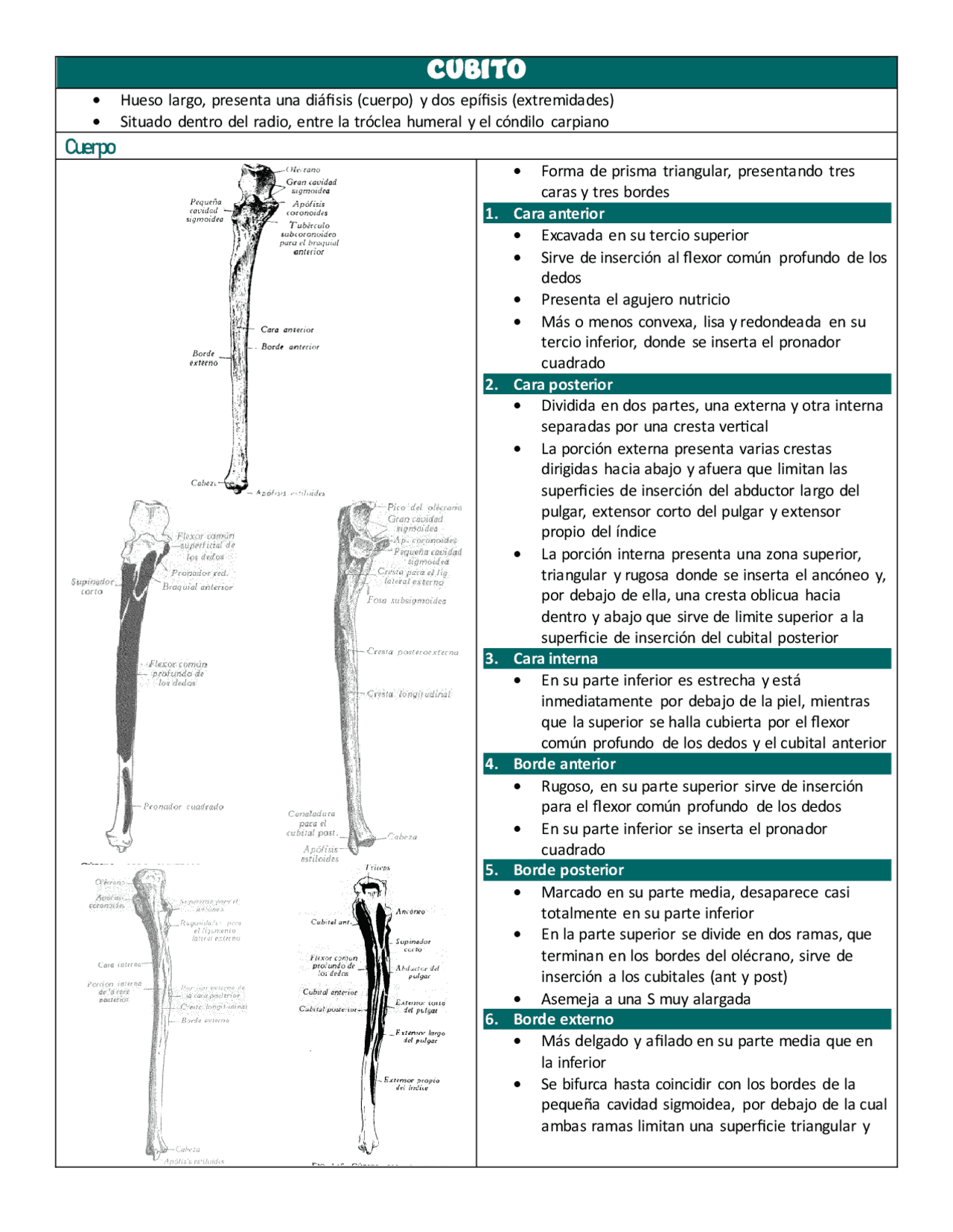 resumen de cúbito, Anatomía humana 2 | Resúmenes de Anatomía | Docsity