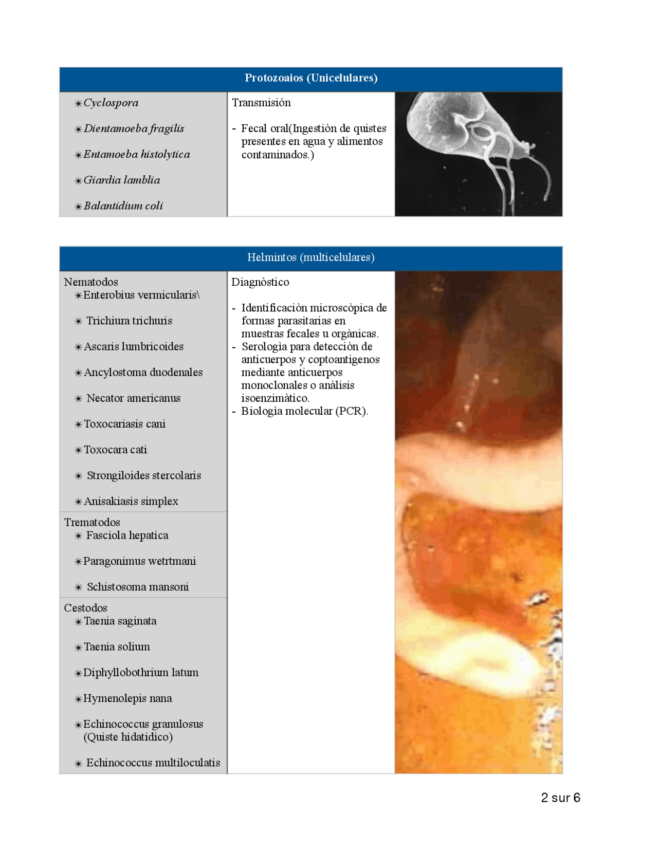 Parasitosis en la infancia | Apuntes de Pediatría | Docsity