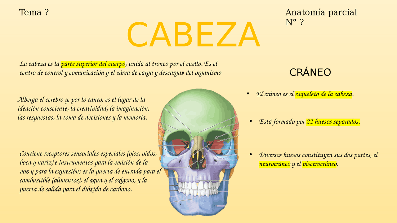 Huesos de la Cabeza - Anatomía | Diapositivas de Anatomía | Docsity