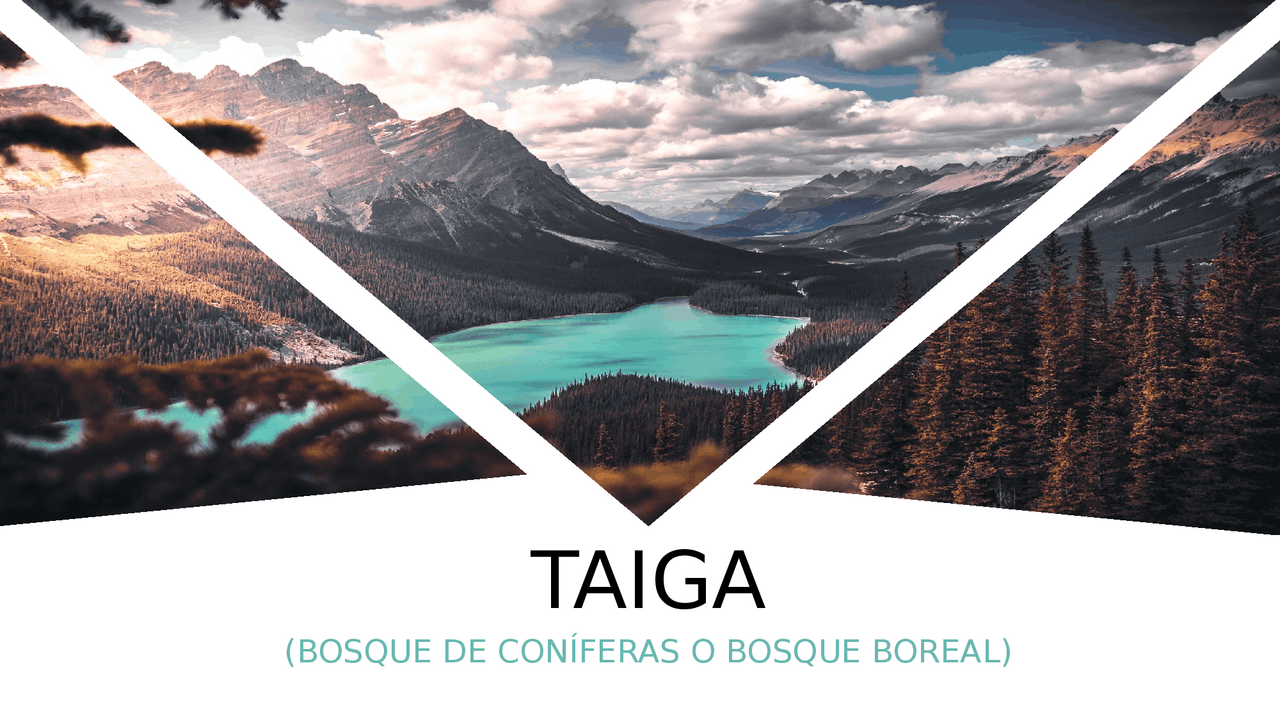 TAIGA Material de estudio | Diapositivas de Biología | Docsity