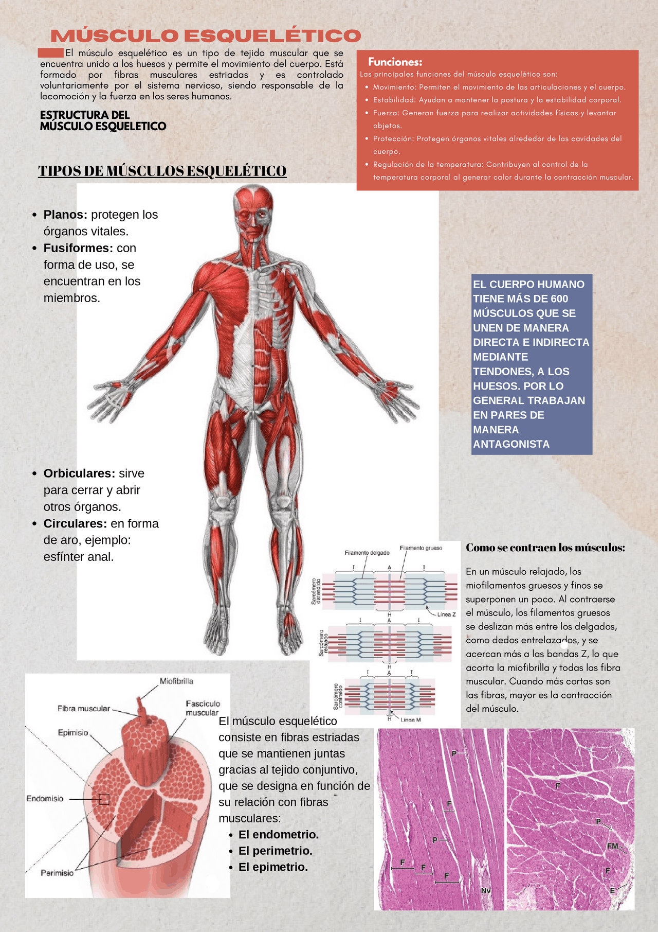 Anatomía De Los Músculos Esqueléticos Gráfico Anatómico Del