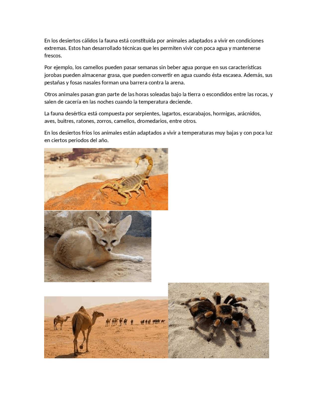 Estrategias De Adaptación De Los Seres Vivos Al Desierto – MIIKME