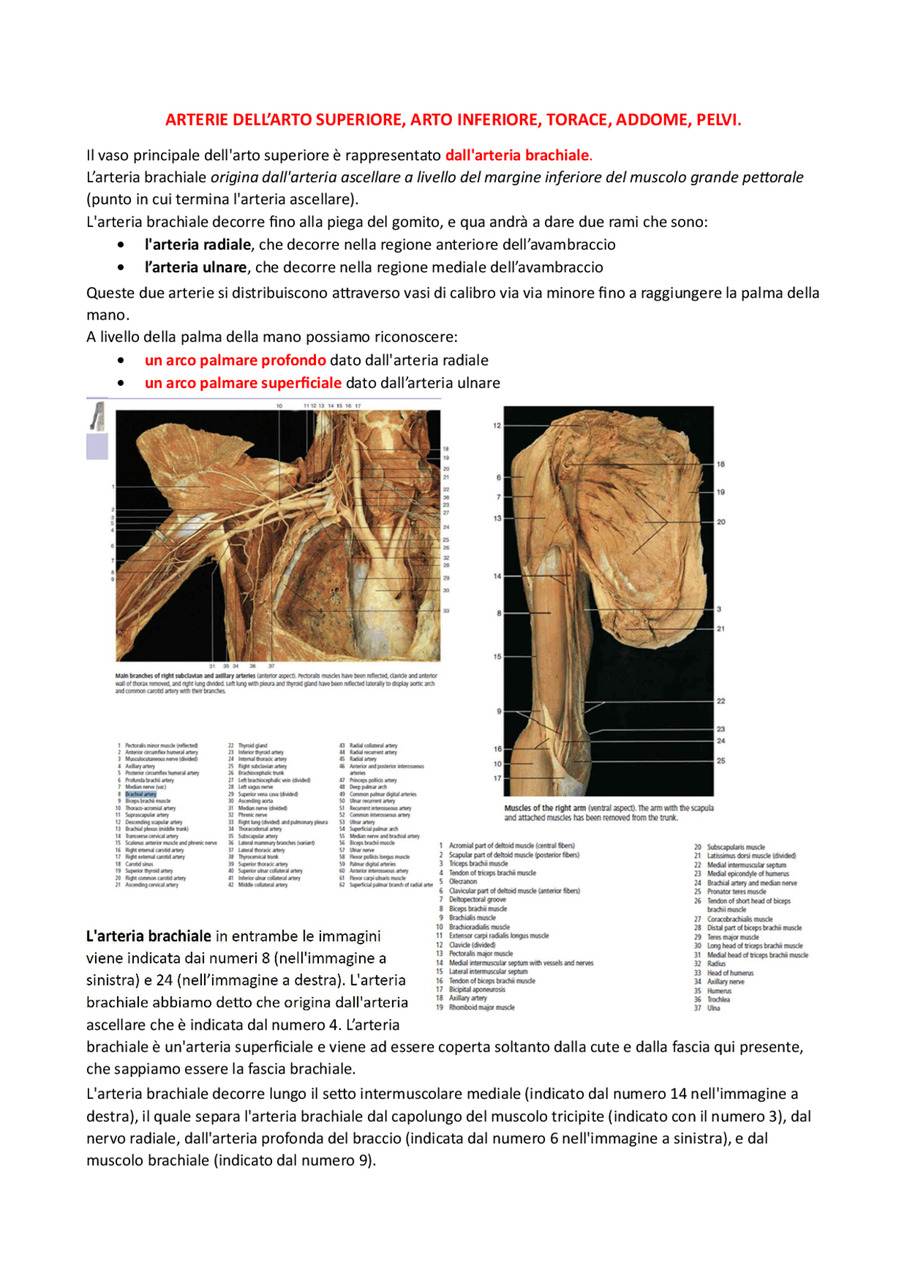 Arterie dell'arto superiore, arto inferiore, torace, addome, pelvi ...
