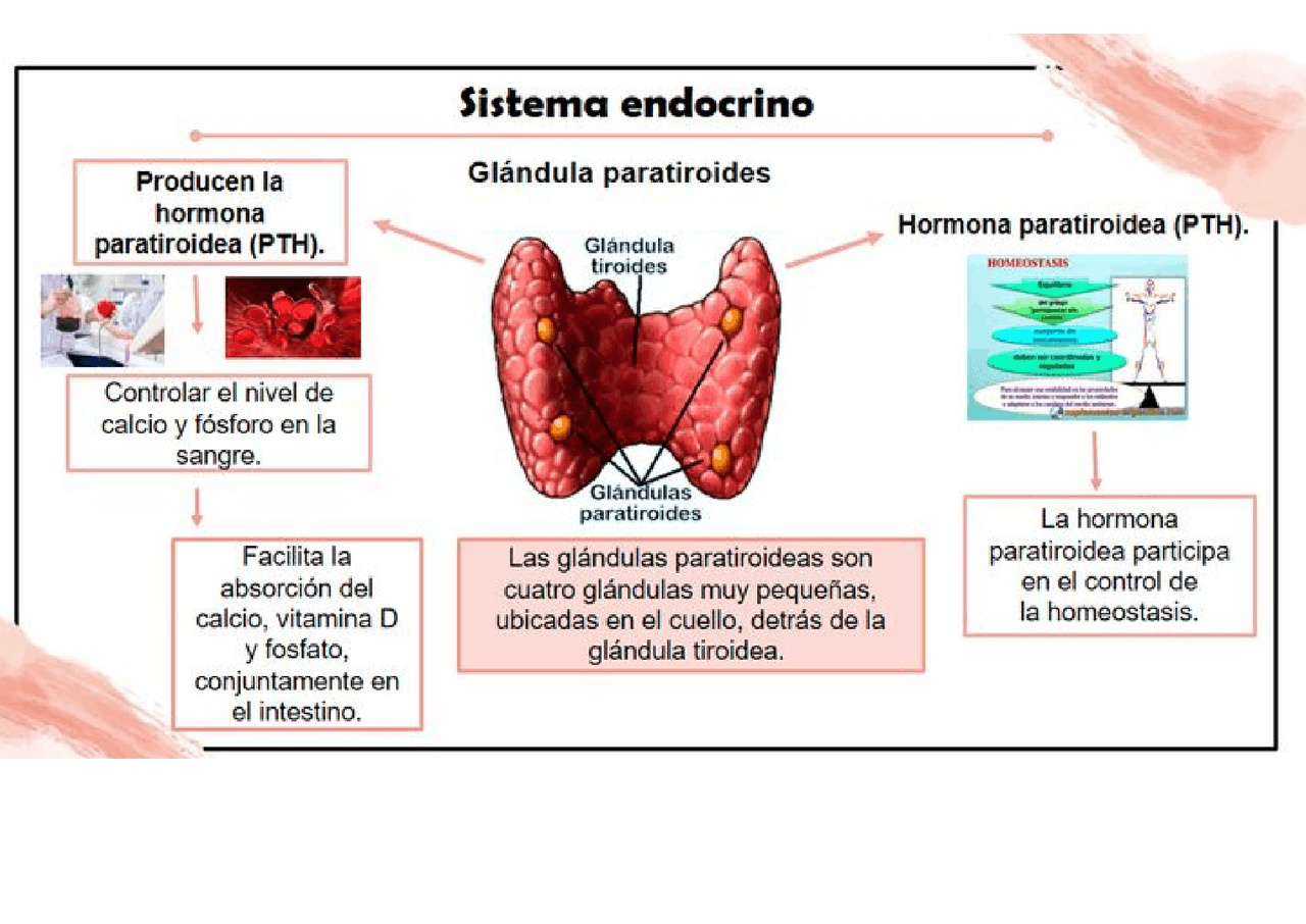 Glándula Paratiroides Ppt