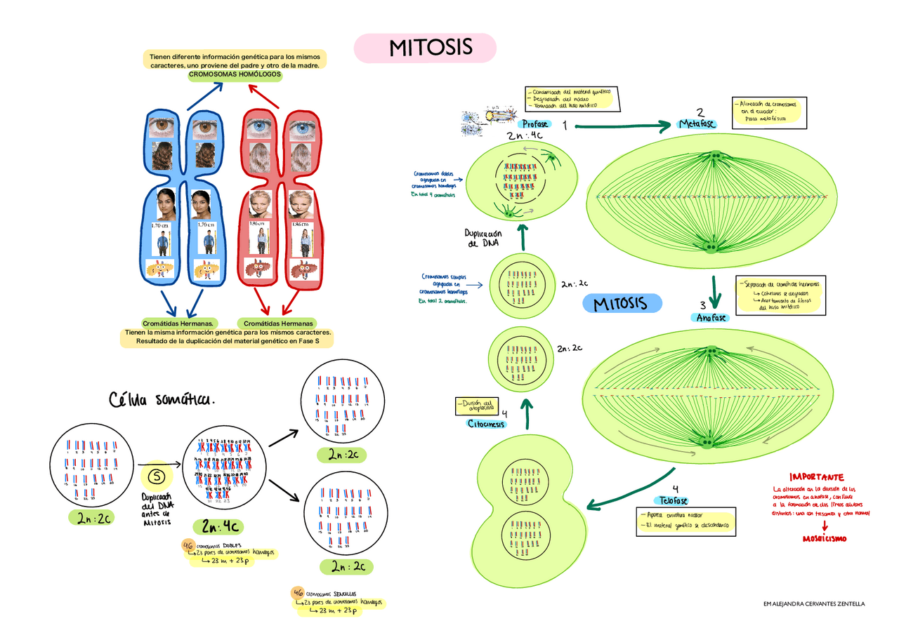 Esquema de mitosis y meiosis | Esquemas y mapas conceptuales de Embriología | Docsity