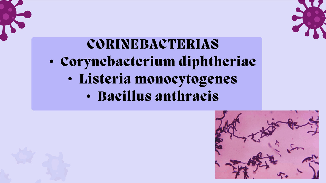 Bacteriología: Corynebacterium, Listeria monocytogenes y Bacillus ...