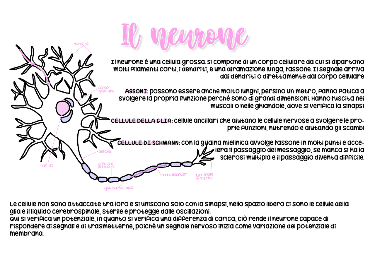 Il neurone: struttura e funzioni | Schemi e mappe concettuali di ...