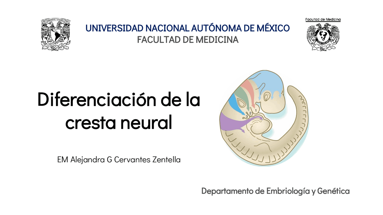 Diferenciación de la cresta neural | Diapositivas de Embriología | Docsity
