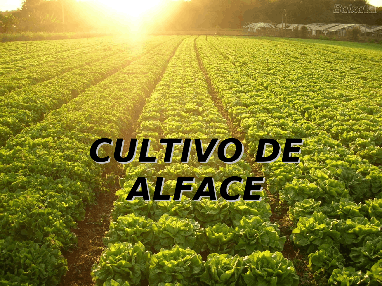 Cultivo de Alface no Brasil | Slides Matérias técnicas | Docsity