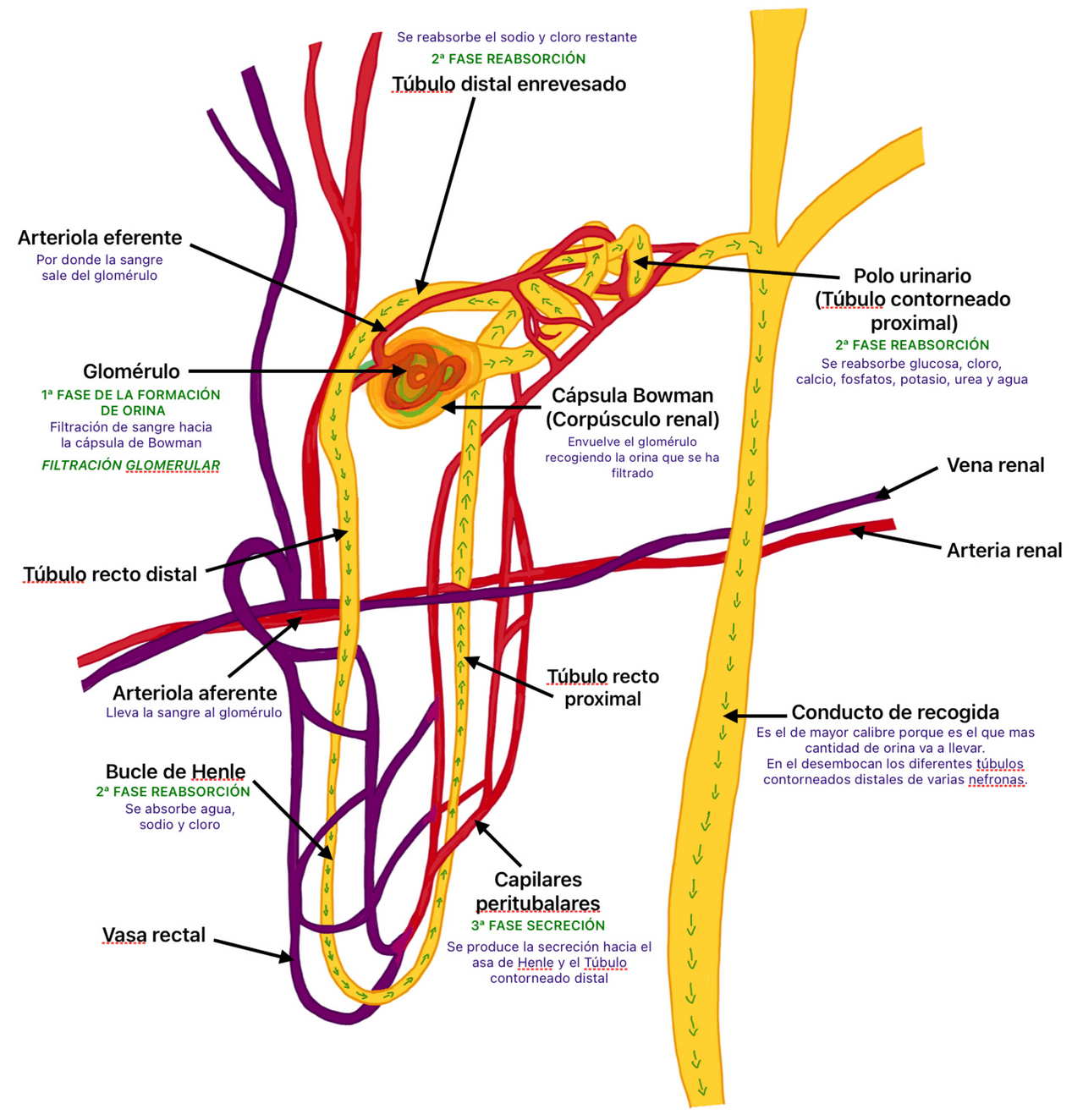 Funcionamiento de la Nefrona | Esquemas y mapas conceptuales de ...