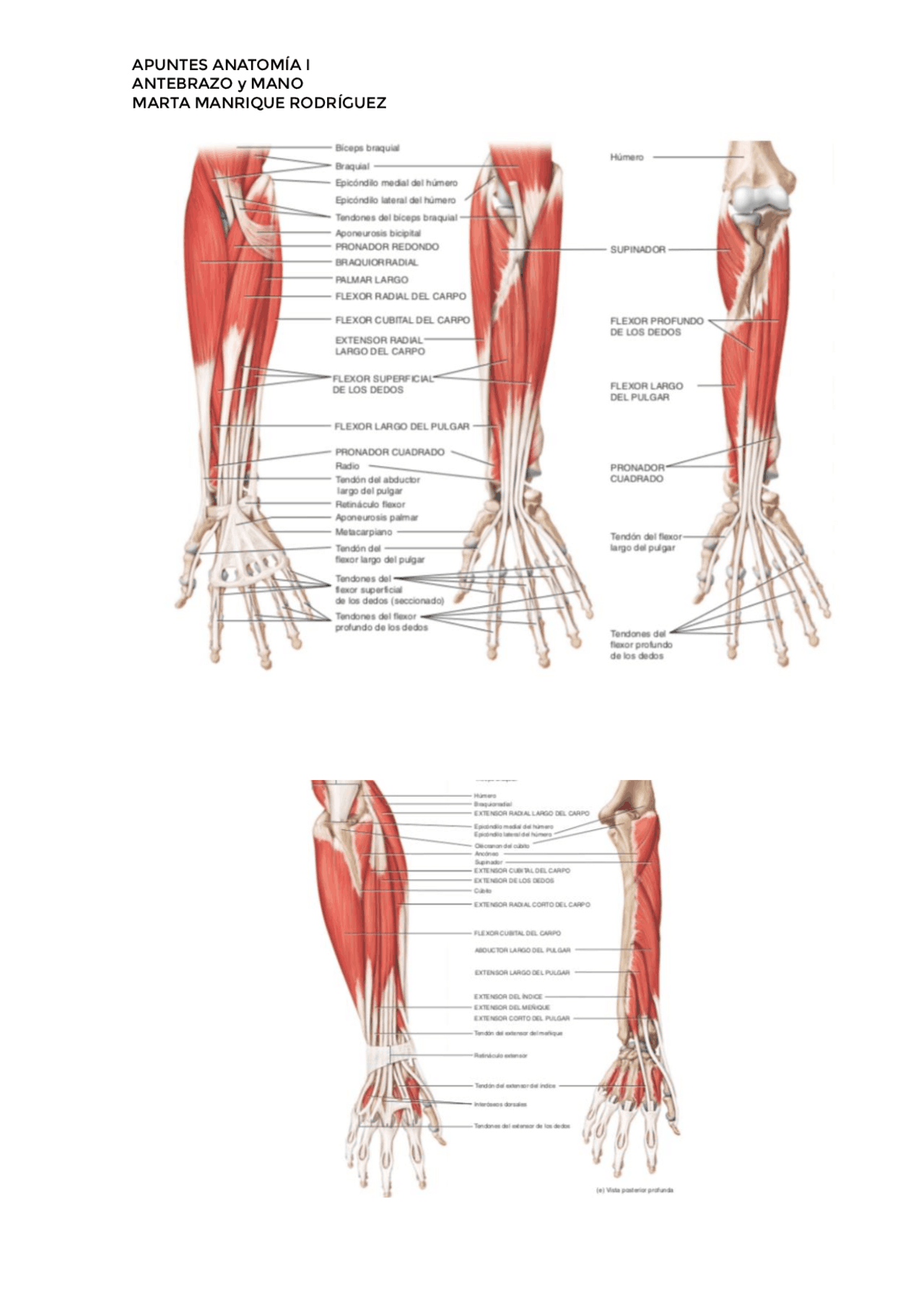 Origen, inserción, acción e inervación muscular | Apuntes de Anatomía ...