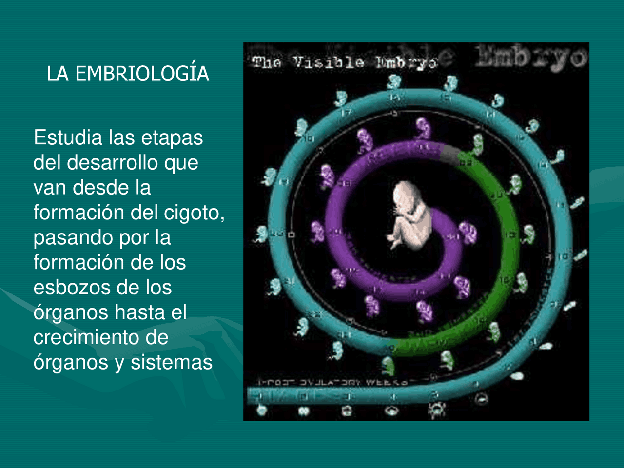 EMBRIOLOGIA UG 2023 CARRERA DE MEDICINA | Apuntes de Embriología | Docsity