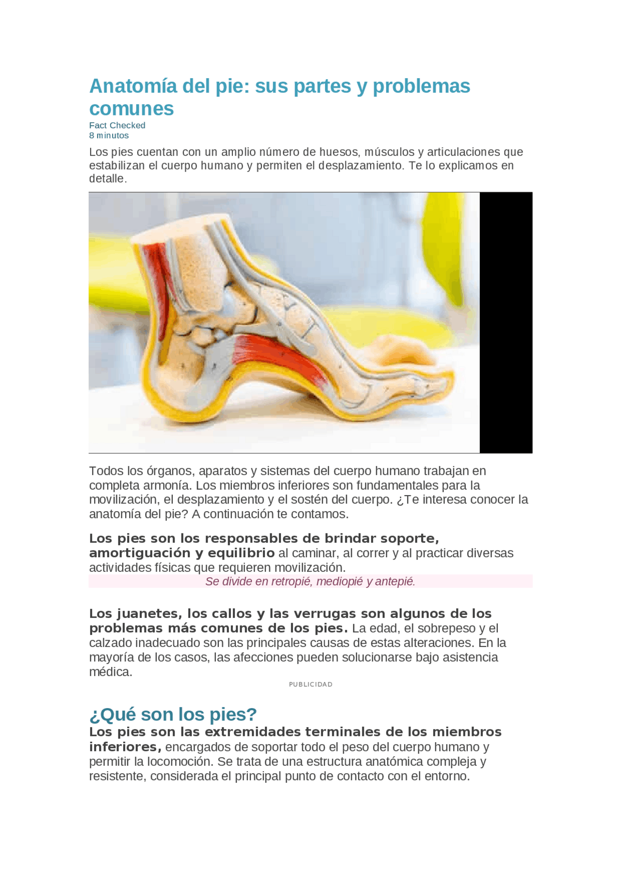 Anatomía del pie: sus partes y problemas comunes | Resúmenes de ...