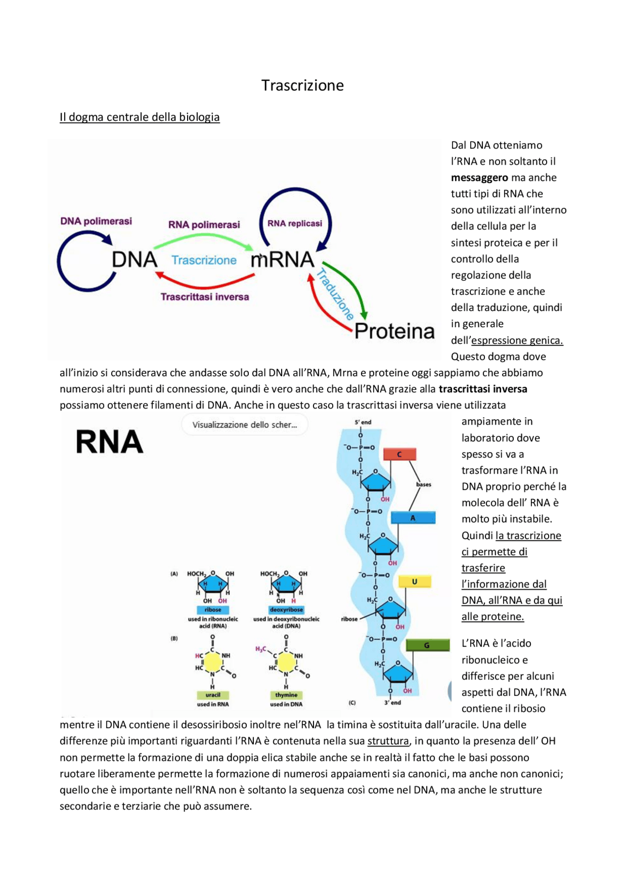 Diagramma Di Trascrizione Del Dna Etichettato 1.300 Nucleotide